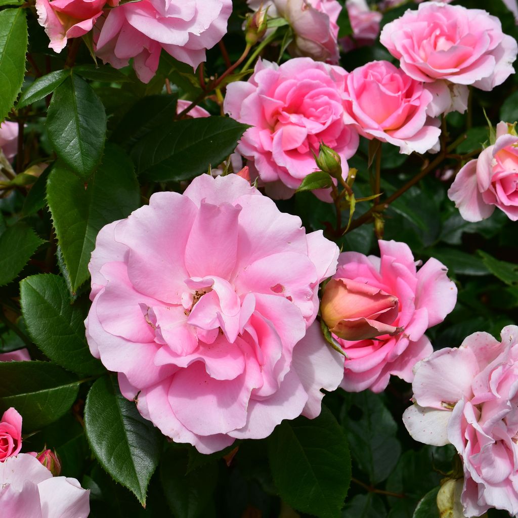 How to grow potted roses - expert advice to help them flourish | Ideal Home