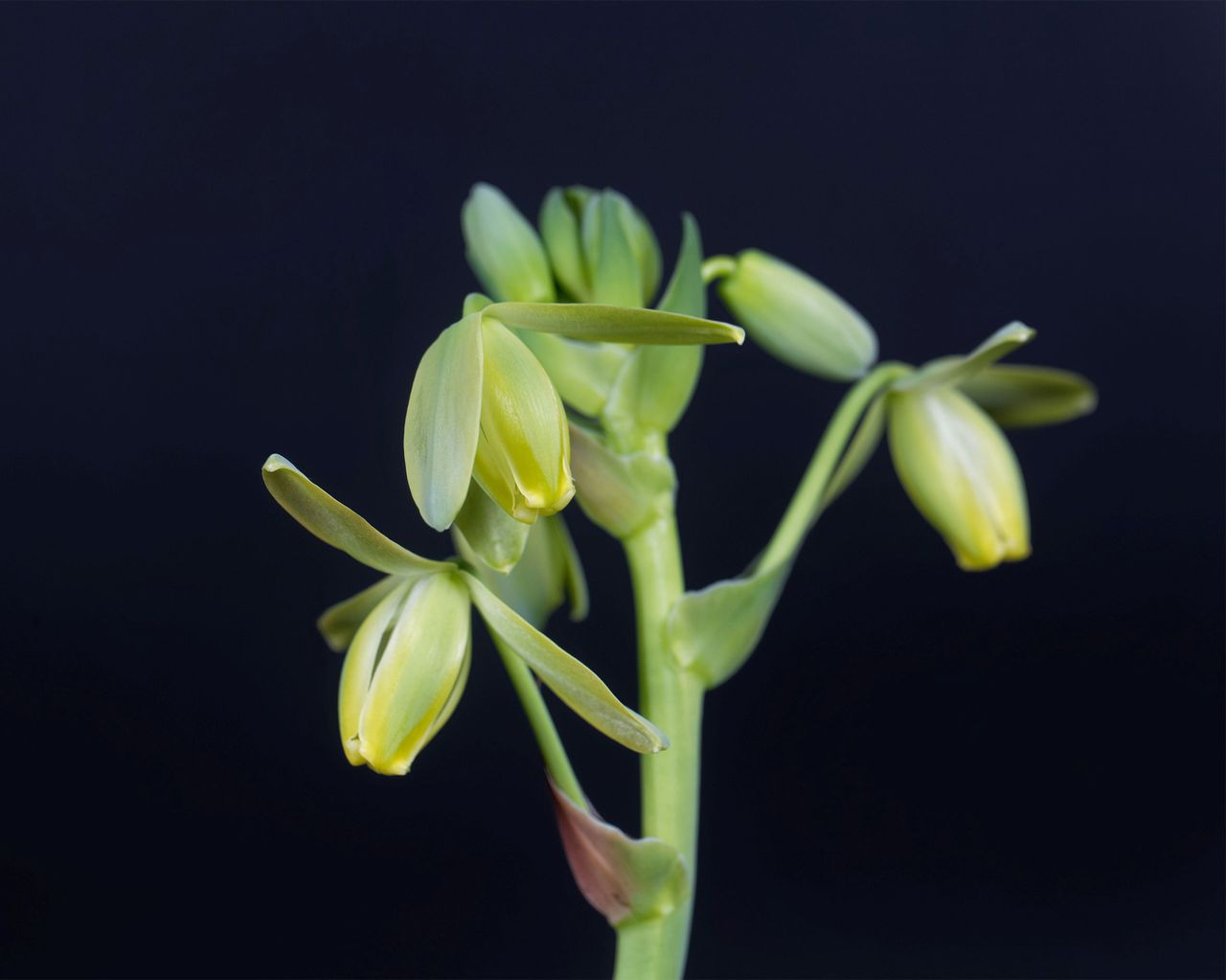 How to care for a frizzle sizzle plant: 3 expert tips | Homes and Gardens