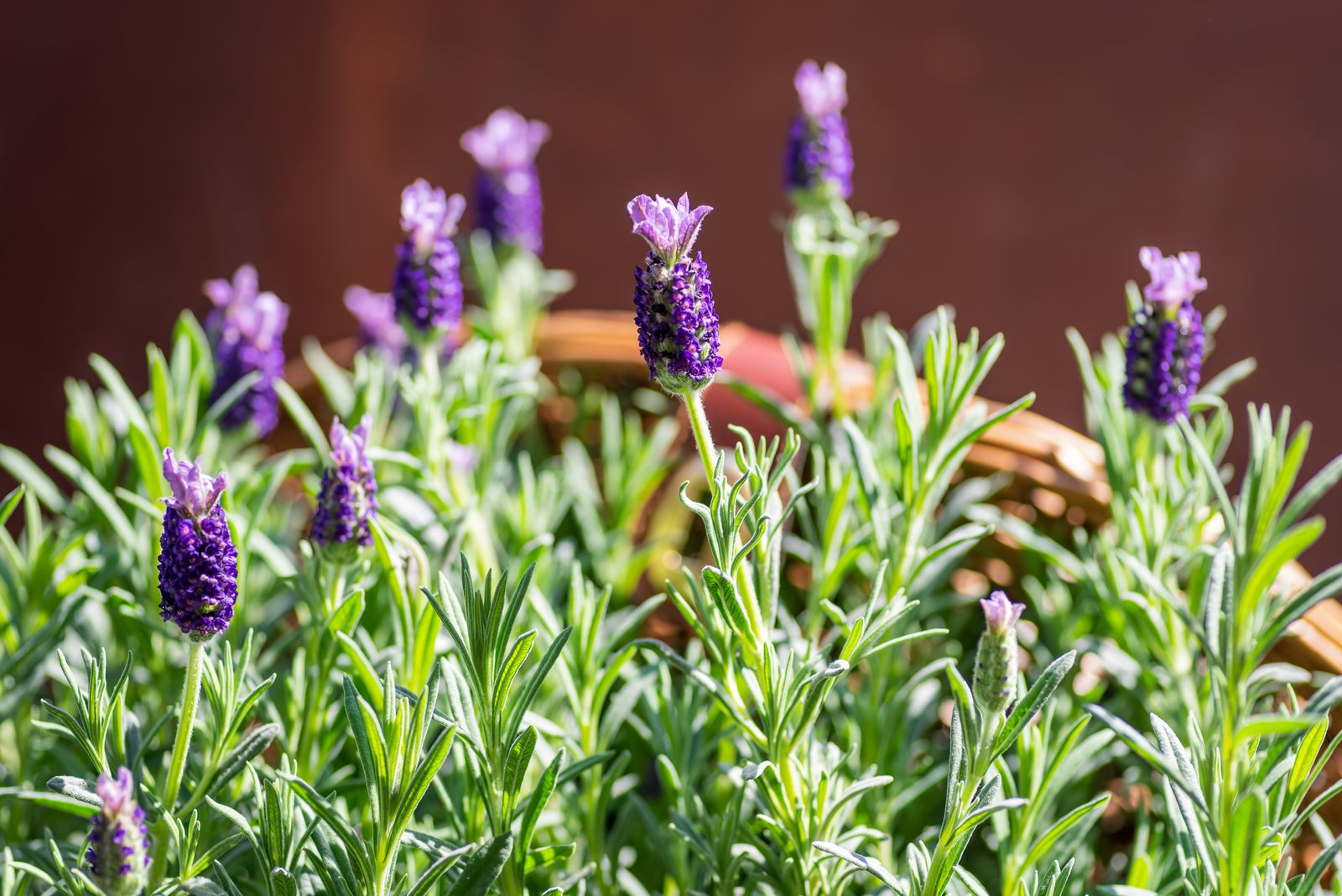 Lavender Plant Care — What to Do to Grow Healthy Flowers | Livingetc
