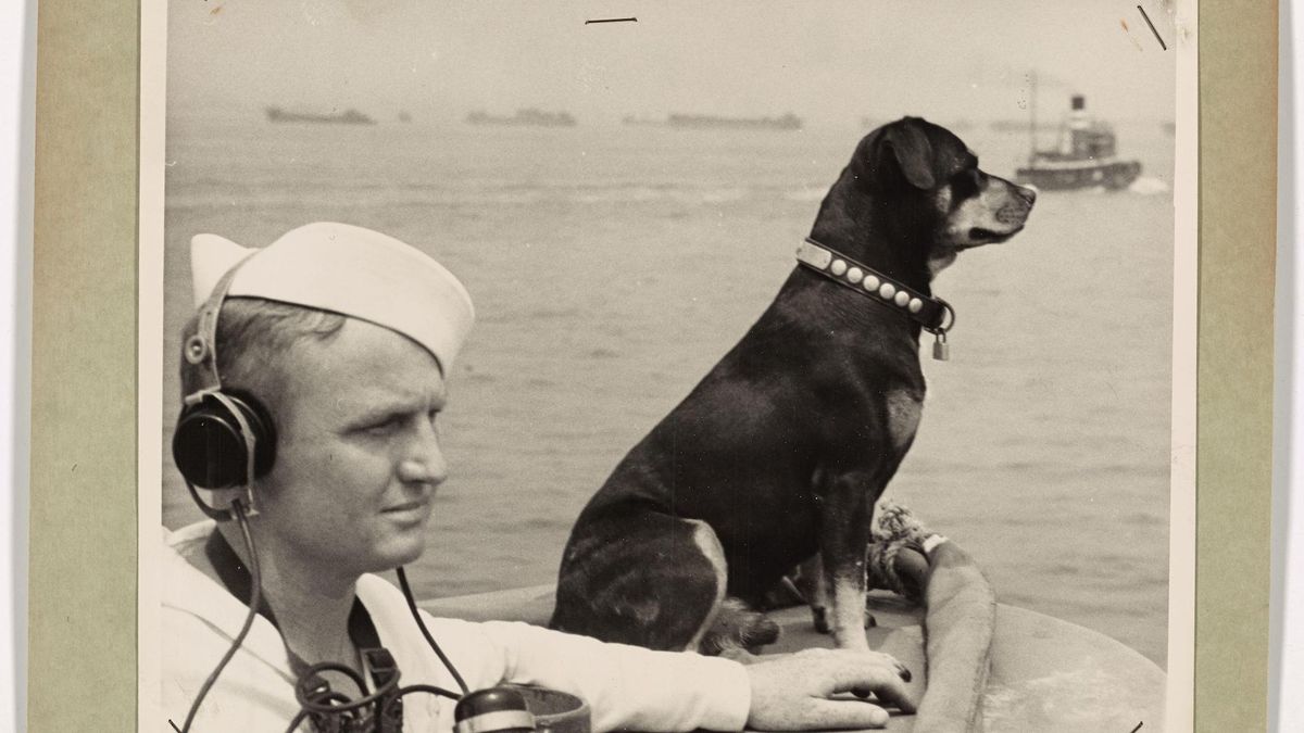 32 of the most famous dogs | PetsRadar