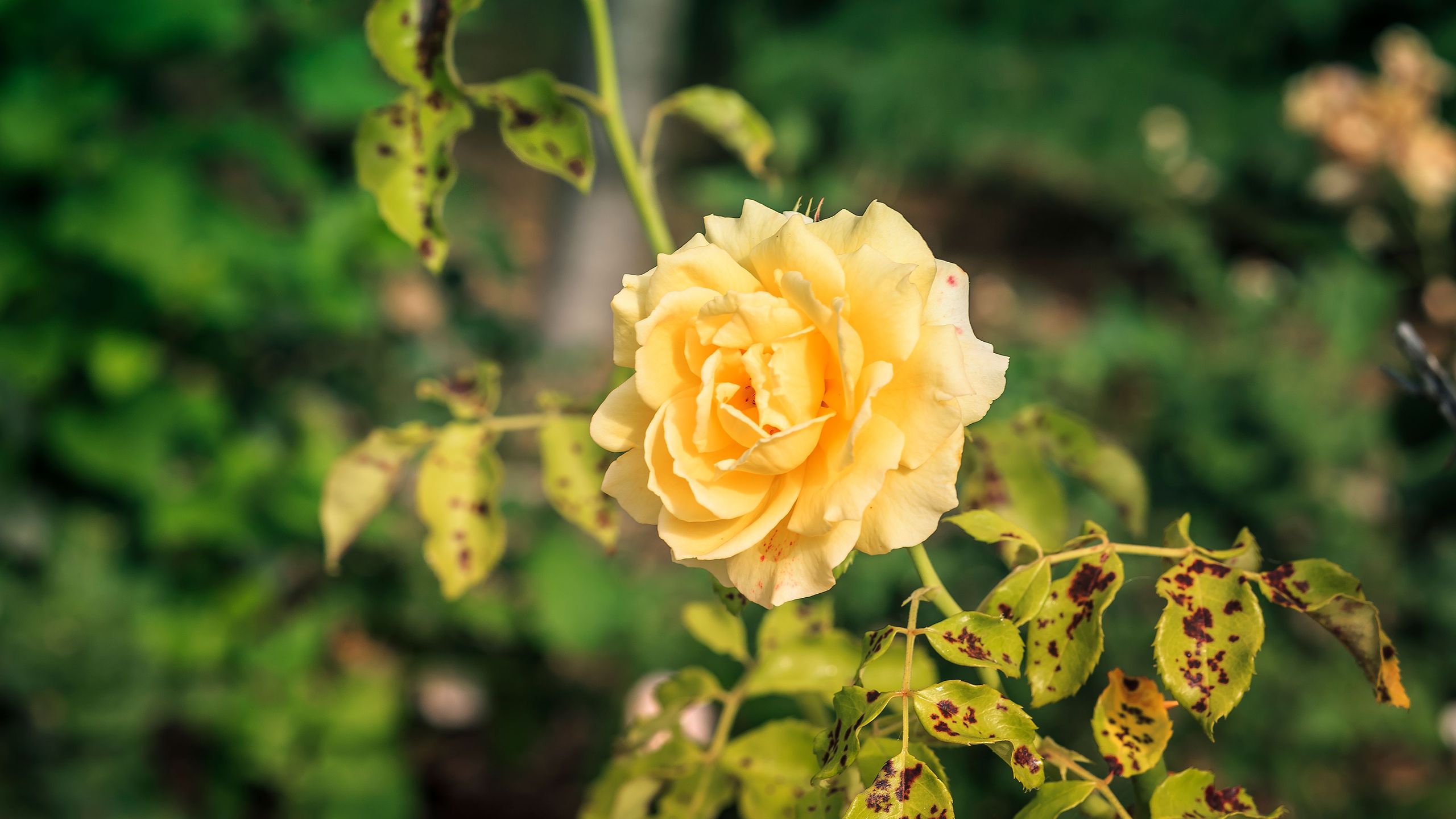 Why are my rose leaves turning yellow? And how to fix them | Ideal Home