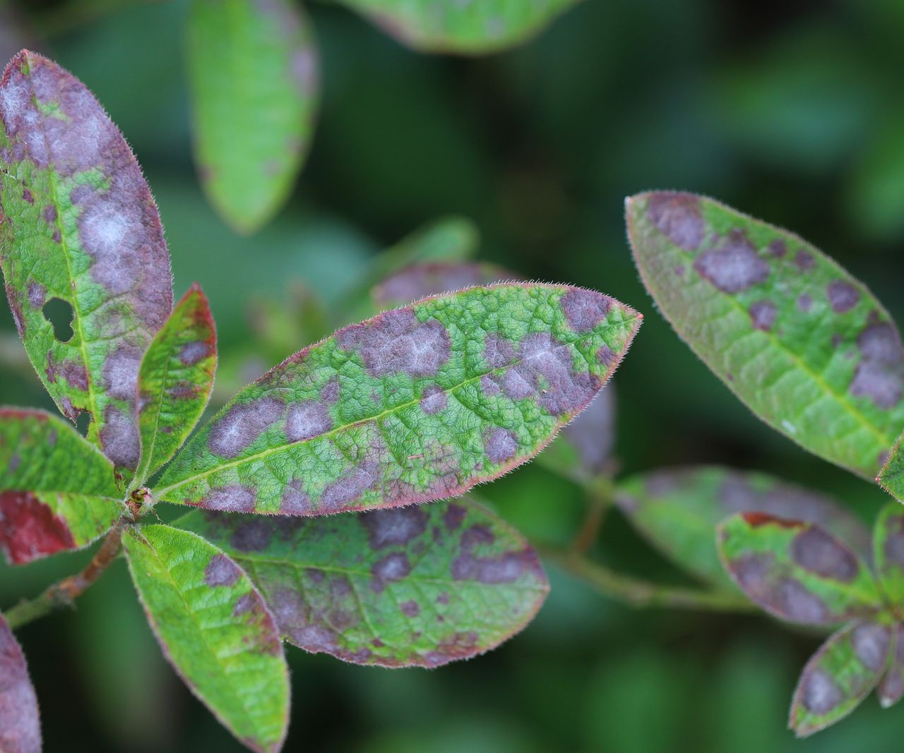 Azalea diseases: expert tips for spotting and solving issues | Homes ...