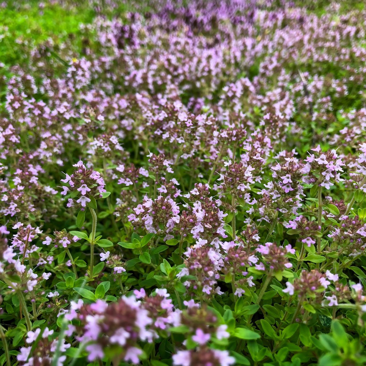 How to grow a creeping thyme lawn in five simple steps | Ideal Home