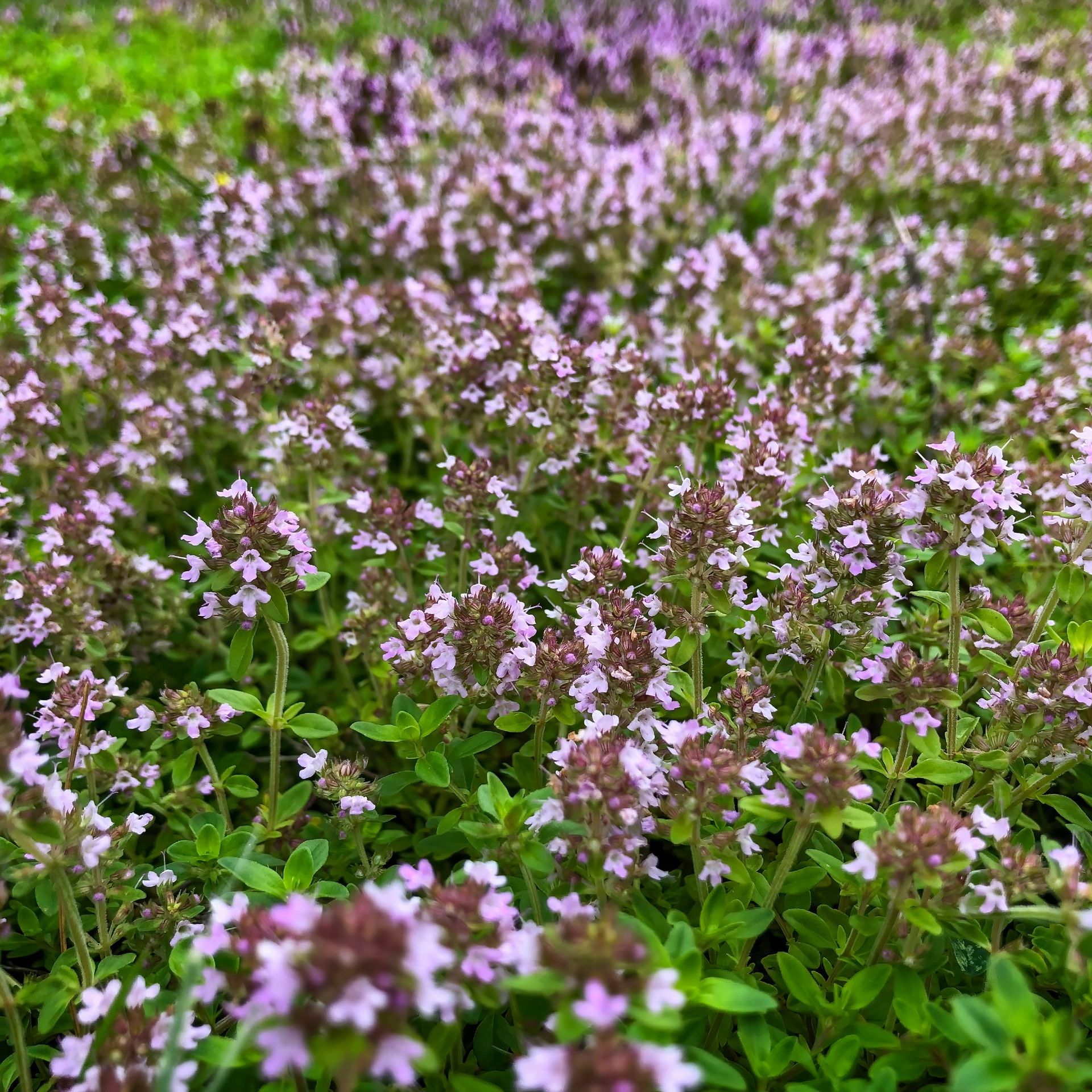 How to grow a creeping thyme lawn in five simple steps | Ideal Home