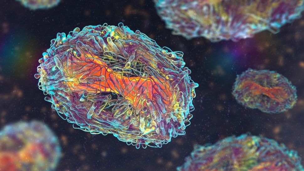 'Mpox' is the new name for monkeypox, the WHO says | Live Science