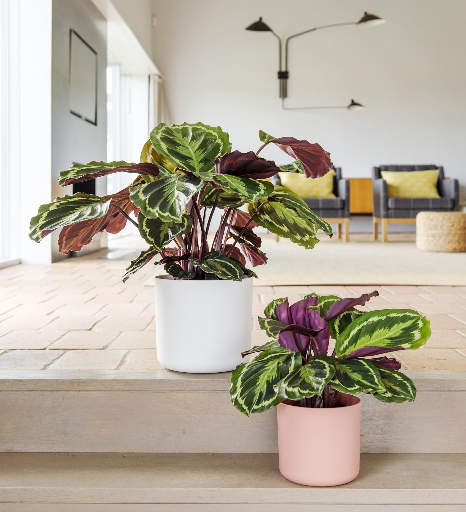 Perfect pink houseplants to add a pop of color to your home | Livingetc