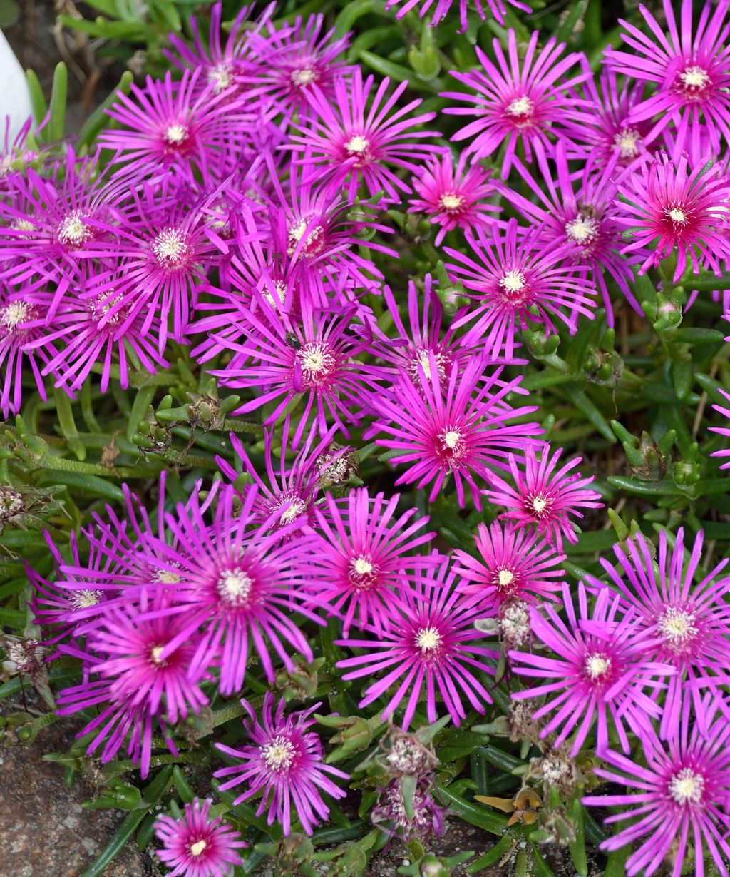 Best ground cover plants: 12 options for flowers and foliage | Homes ...