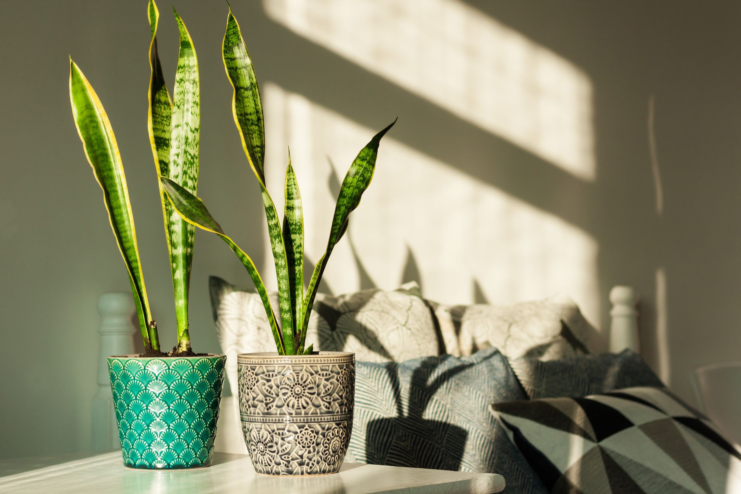 5 Indoor "Cooling Plants" — And Whether They Actually Work | Livingetc