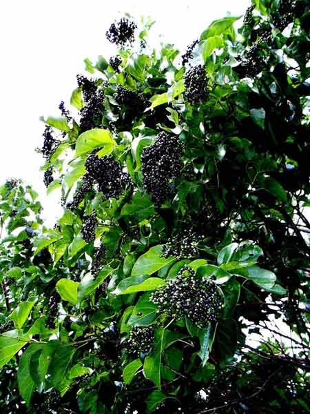 Guam's Birds Gone: Can Forest Survive? | Live Science