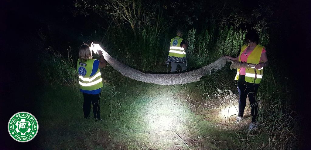 An 18-Foot Fugitive Python Is on the Loose in Poland | Live Science