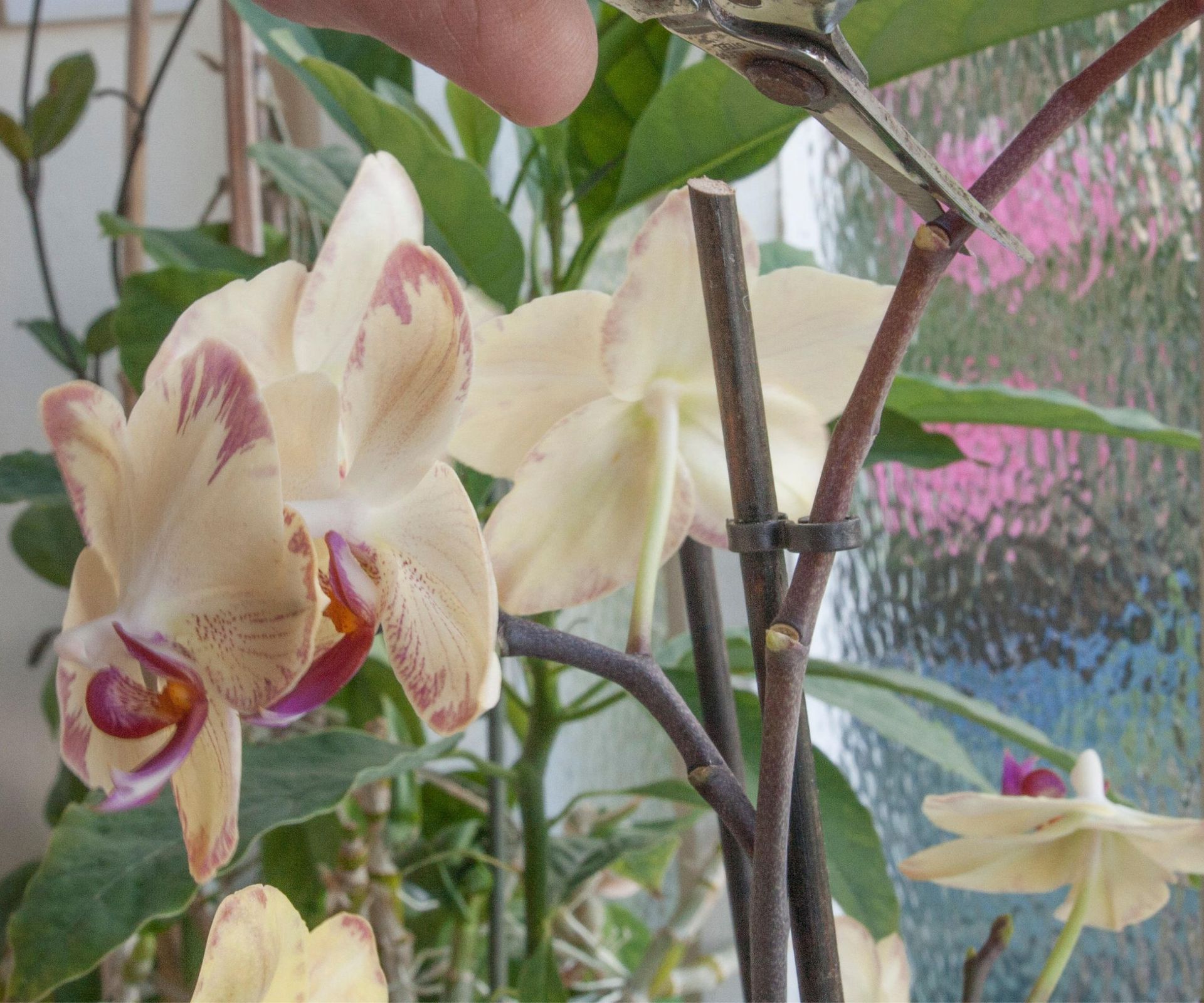 Why is my orchid stem turning yellow? Here's why | Homes and Gardens