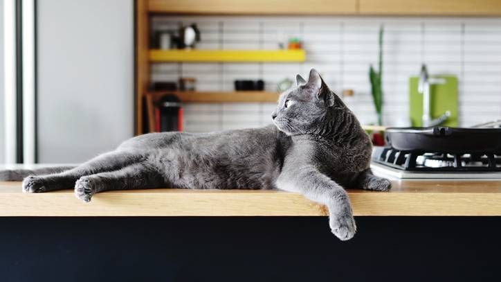 How to keep cats off counters and tables | PetsRadar