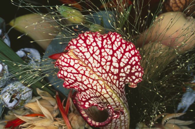Nobuyoshi Araki explores the beauty of Japanese bondage and flower ...