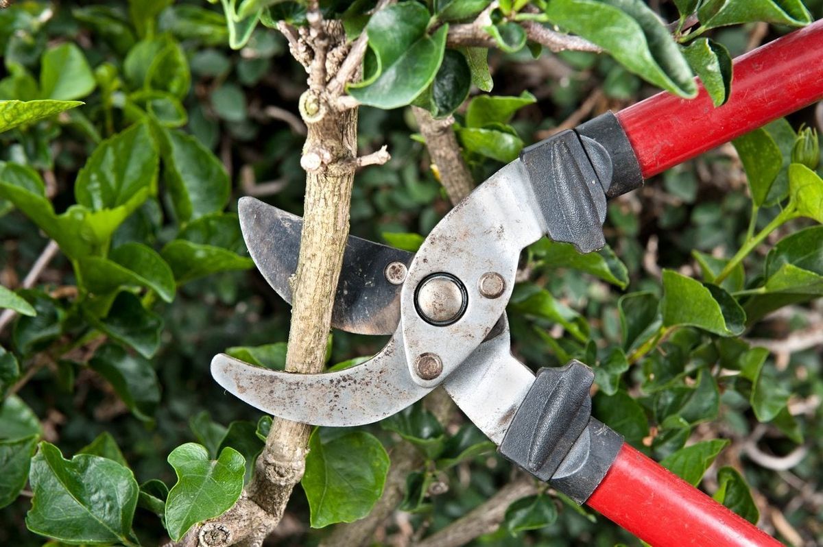 What To Do With Overgrown Shrubs: Tips For Overgrown Shrub Pruning ...