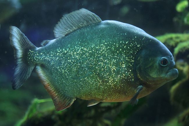 Facts About Piranhas | Live Science