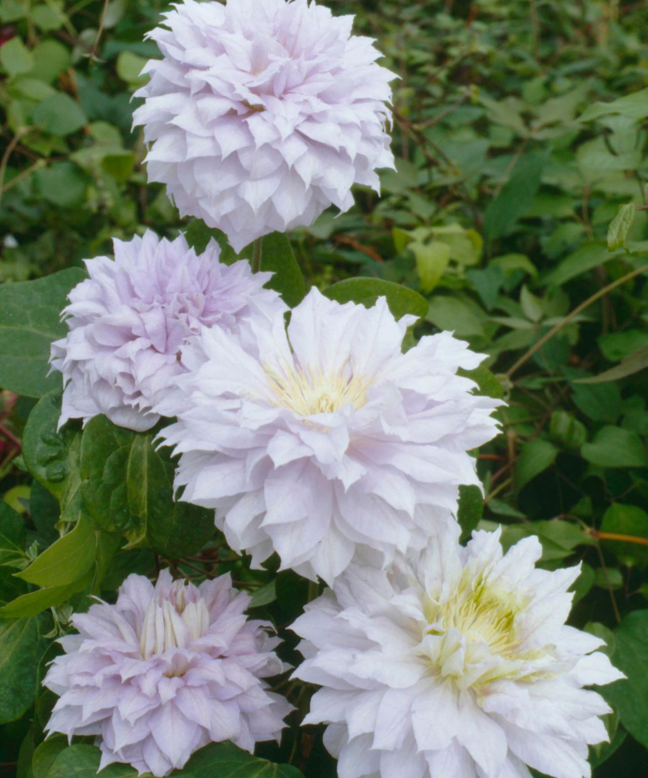 How to prune clematis: follow our expert tips and enjoy more flowers ...