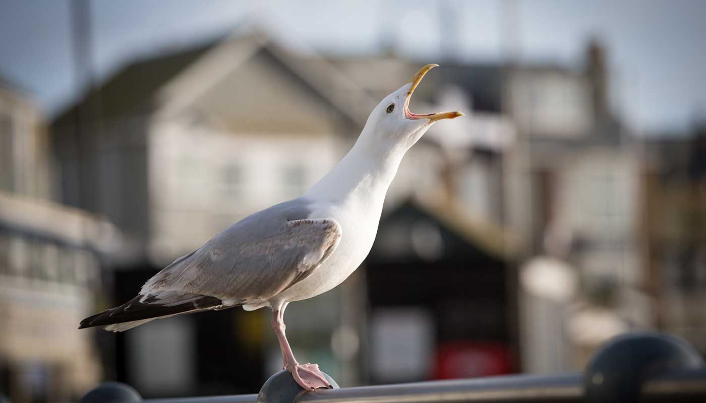 Seagulls ‘stealing drug stashes’ | The Week