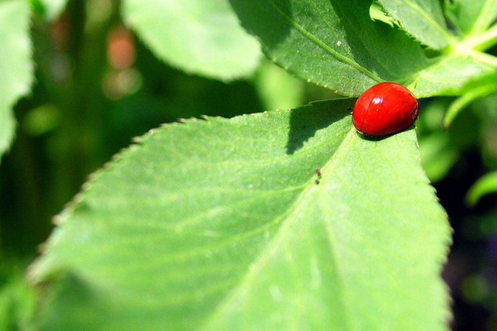 'Tis the Season: Gallery of Festive Insects | Live Science