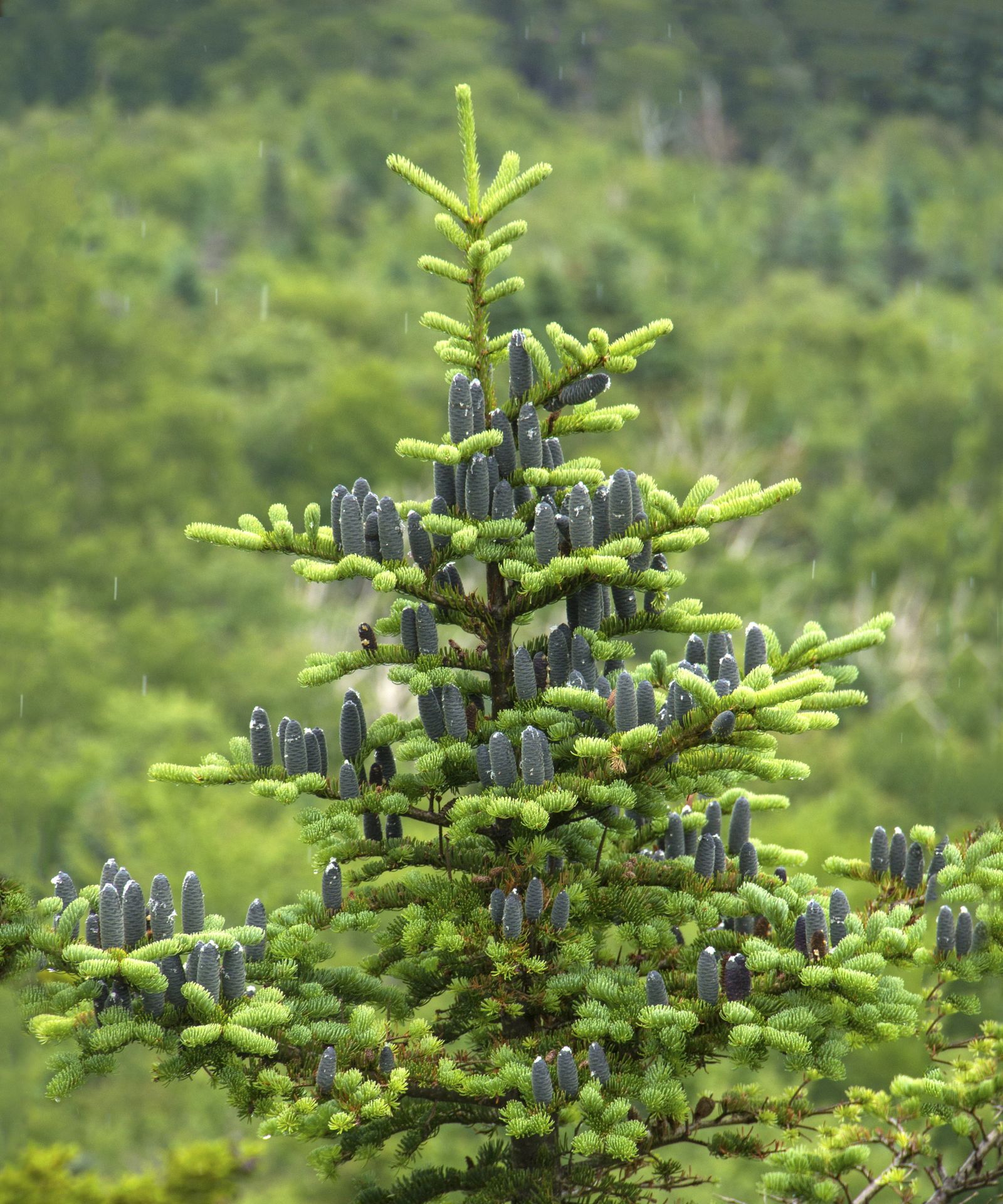 Balsam fir care and growing guide | Homes and Gardens