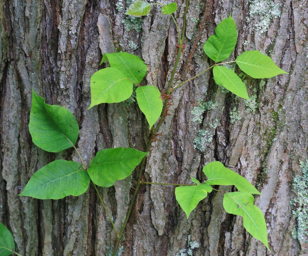 How To Identify Poison Ivy To Prevent A Painful Rash | Gardening Know How