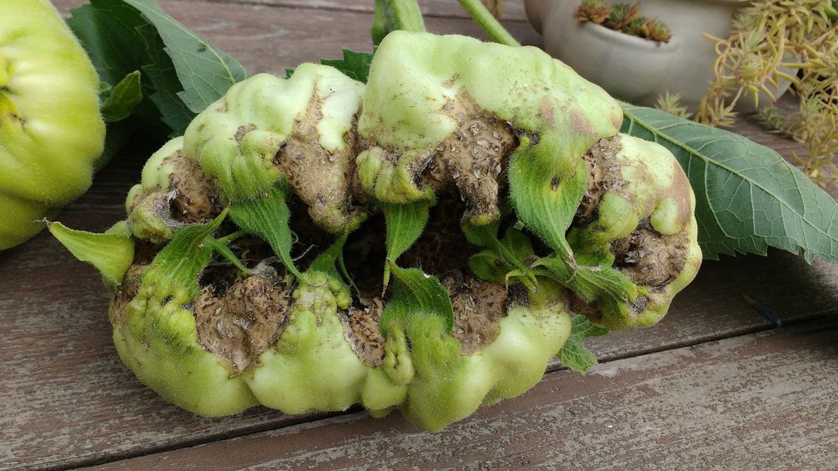 Treating Sunflower Pests - How To Treat For Sunflower Midge Pests ...