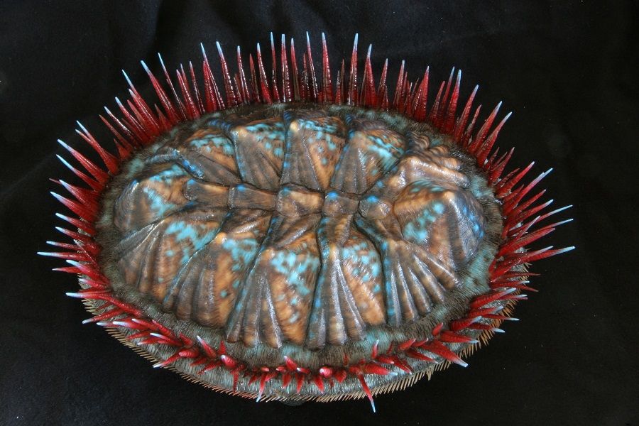 Image Gallery: Extinct Mollusk Brought to Life | Live Science