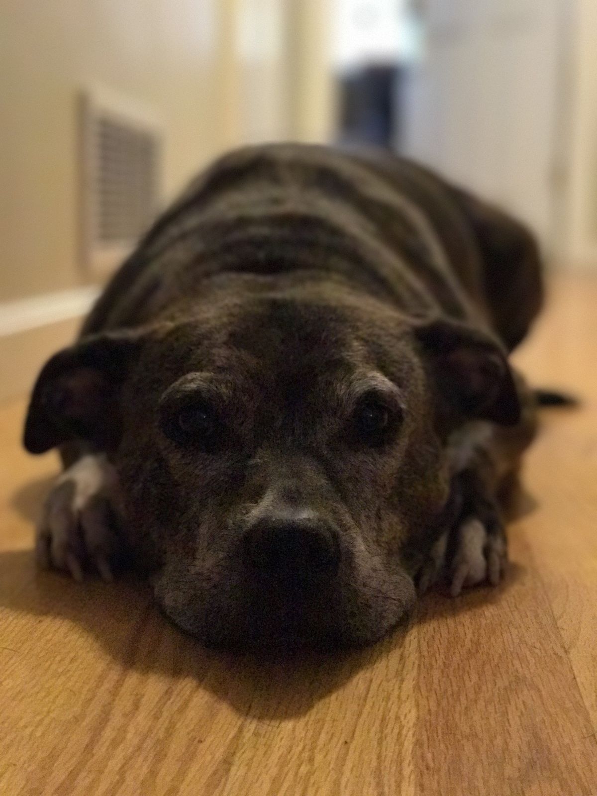 Camera tests: iPhone 7 Plus Portrait mode vs a Canon DSLR | iMore