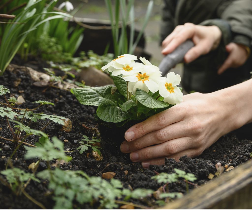 Primroses care and growing guide: Expert tips | Homes and Gardens