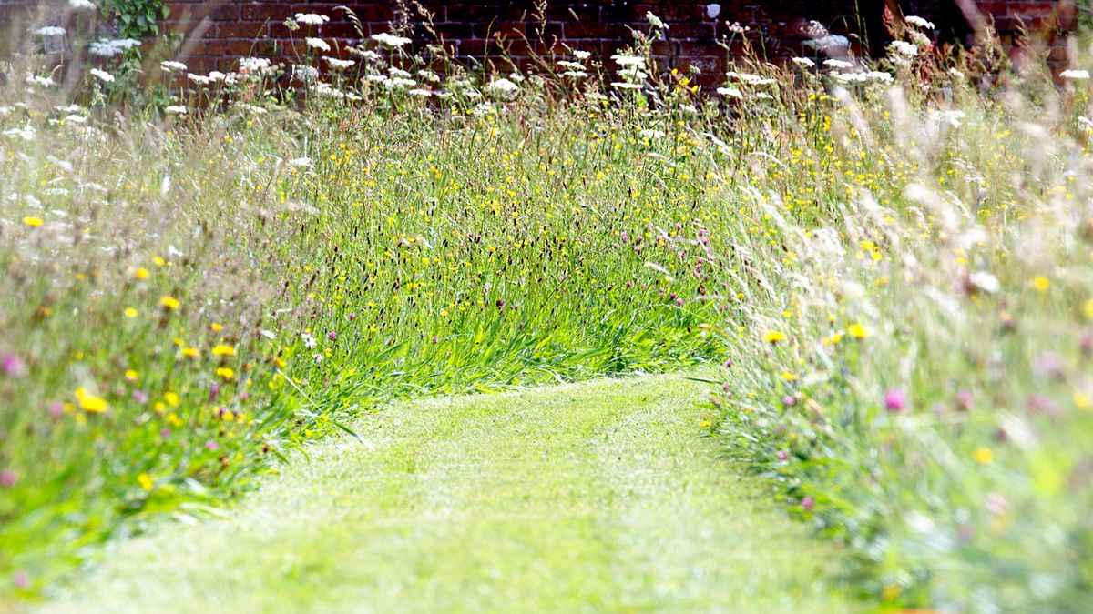No Mow May: How to prepare your lawn | Homebuilding