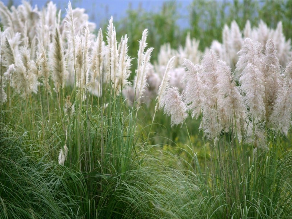 Common Ornamental Invasive Grass Types To Avoid | Gardening Know How