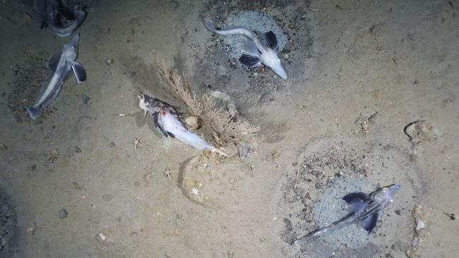 Largest fish nursery discovered beneath Weddell Sea in Antarctica ...