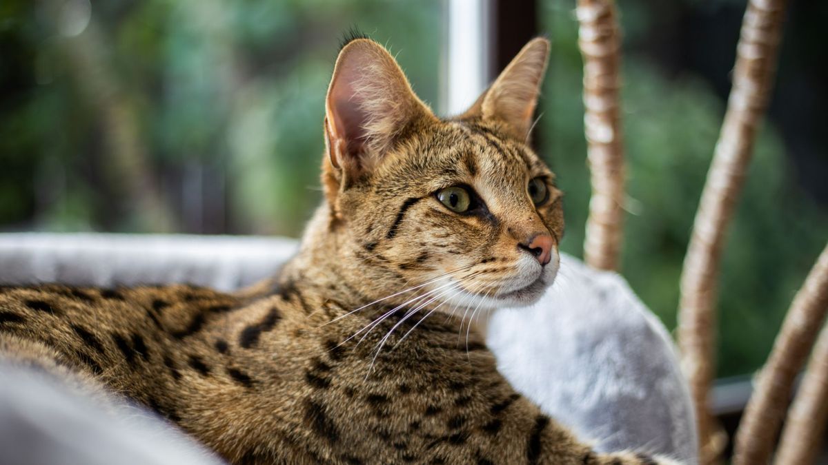 32 easiest cat breeds to train | PetsRadar