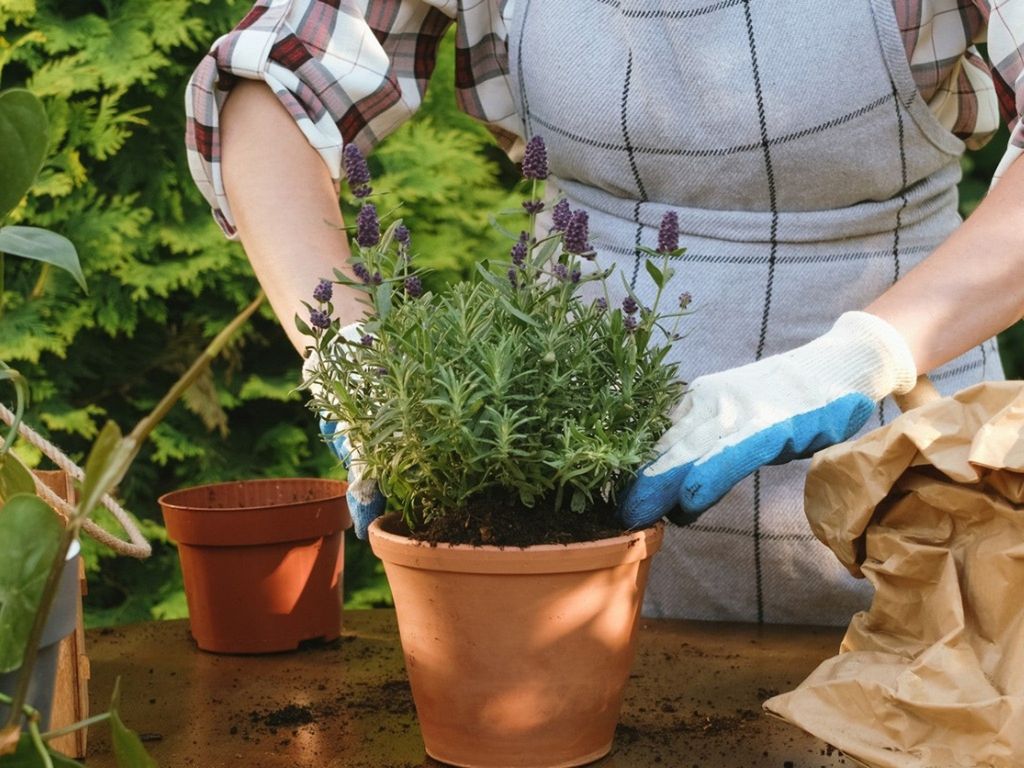 Beginner’s Guide To Repotting Plants | Gardening Know How