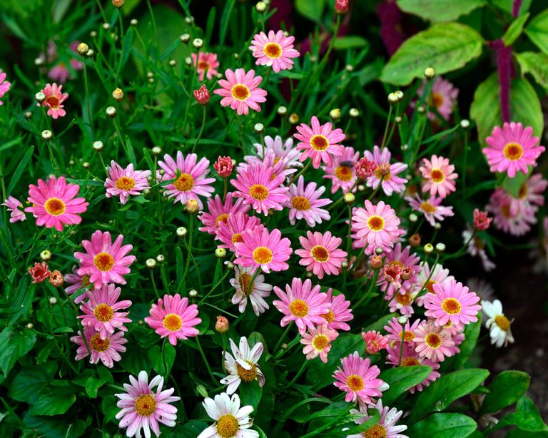 Marguerites care and growing guide: expert tips for success | Gardeningetc