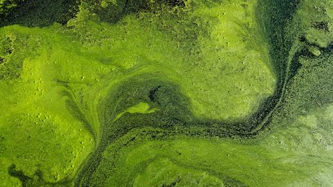 World's oldest animal fossil actually came from rotting algae | Live ...