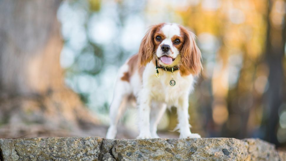 32 cutest dog breeds from around the world | PetsRadar