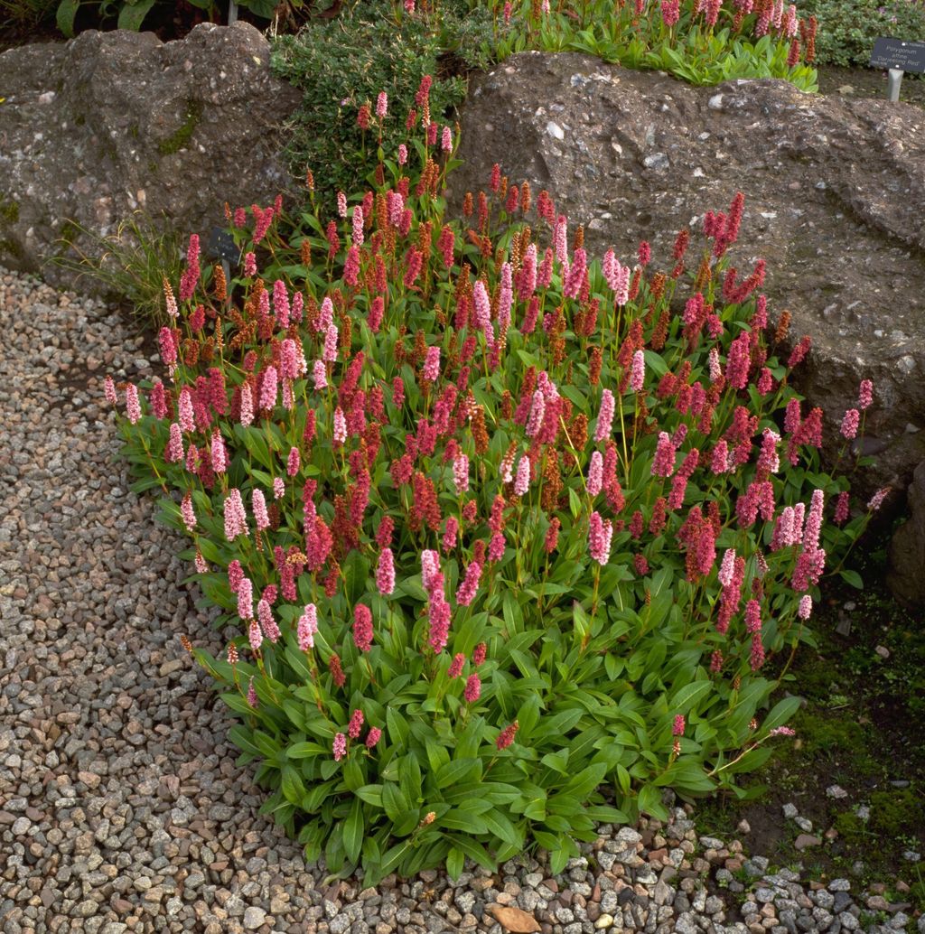 Rewilding: how to rewild your garden in 10 easy steps | Gardeningetc