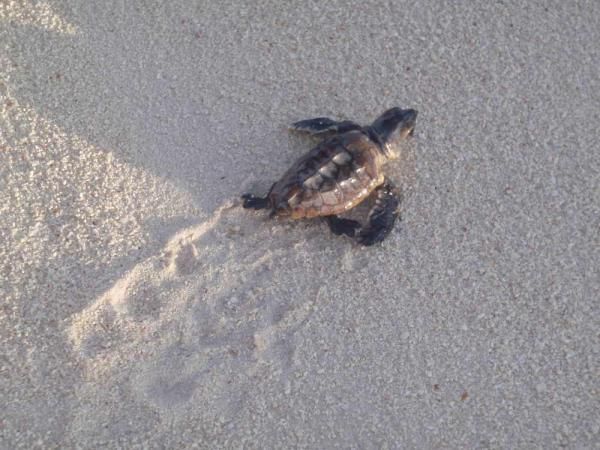 Tagging and Tracking Sea Turtles | Live Science