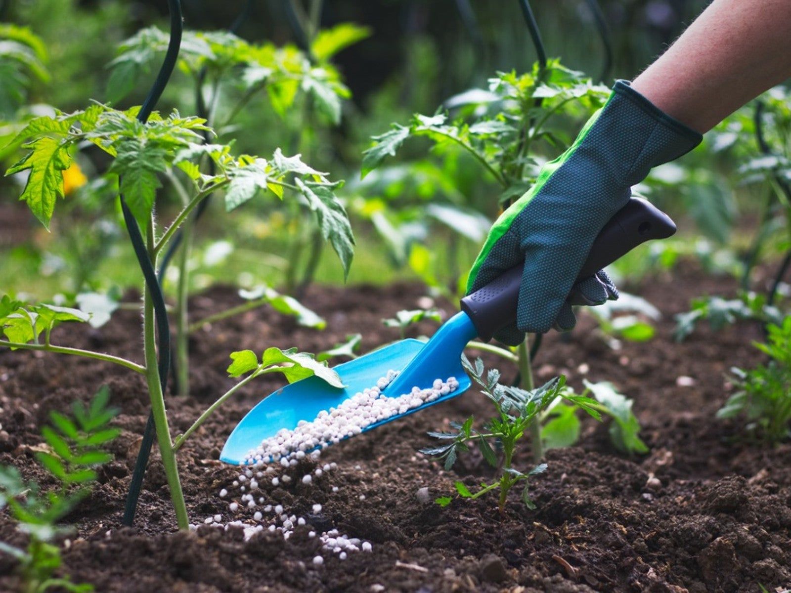 When To Fertilize Garden - Spring Fertilizer Advice For Gardens And ...