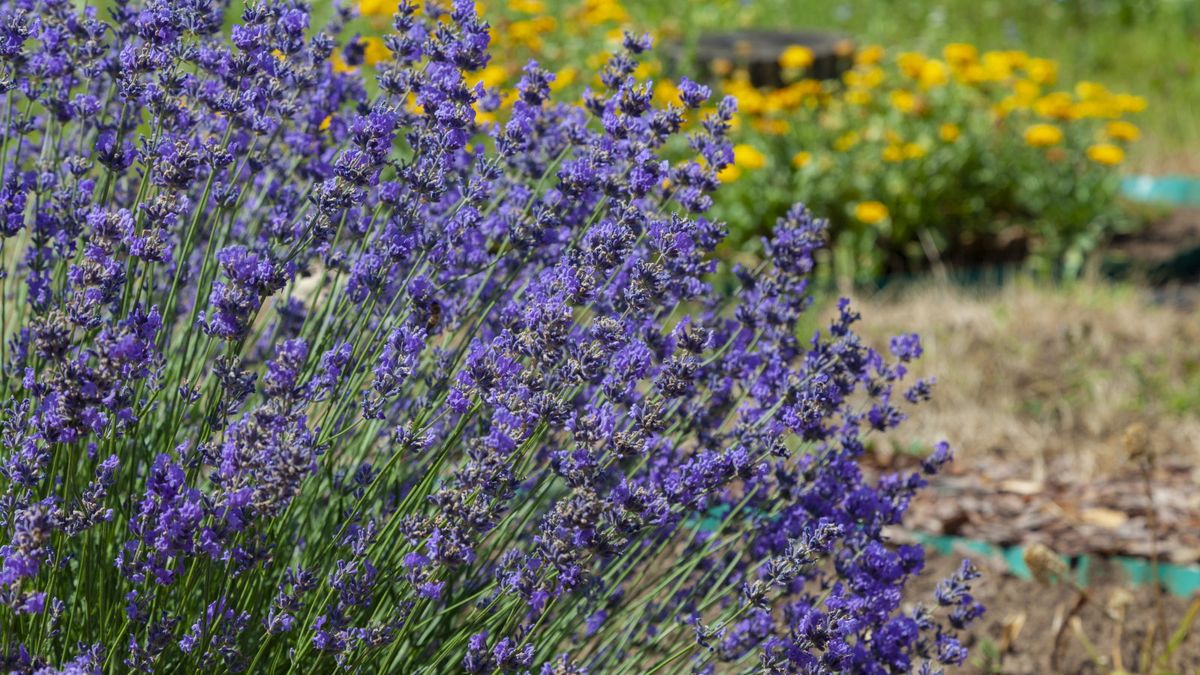 Can you plant lavender in the fall? When you can and can't | Homes and ...