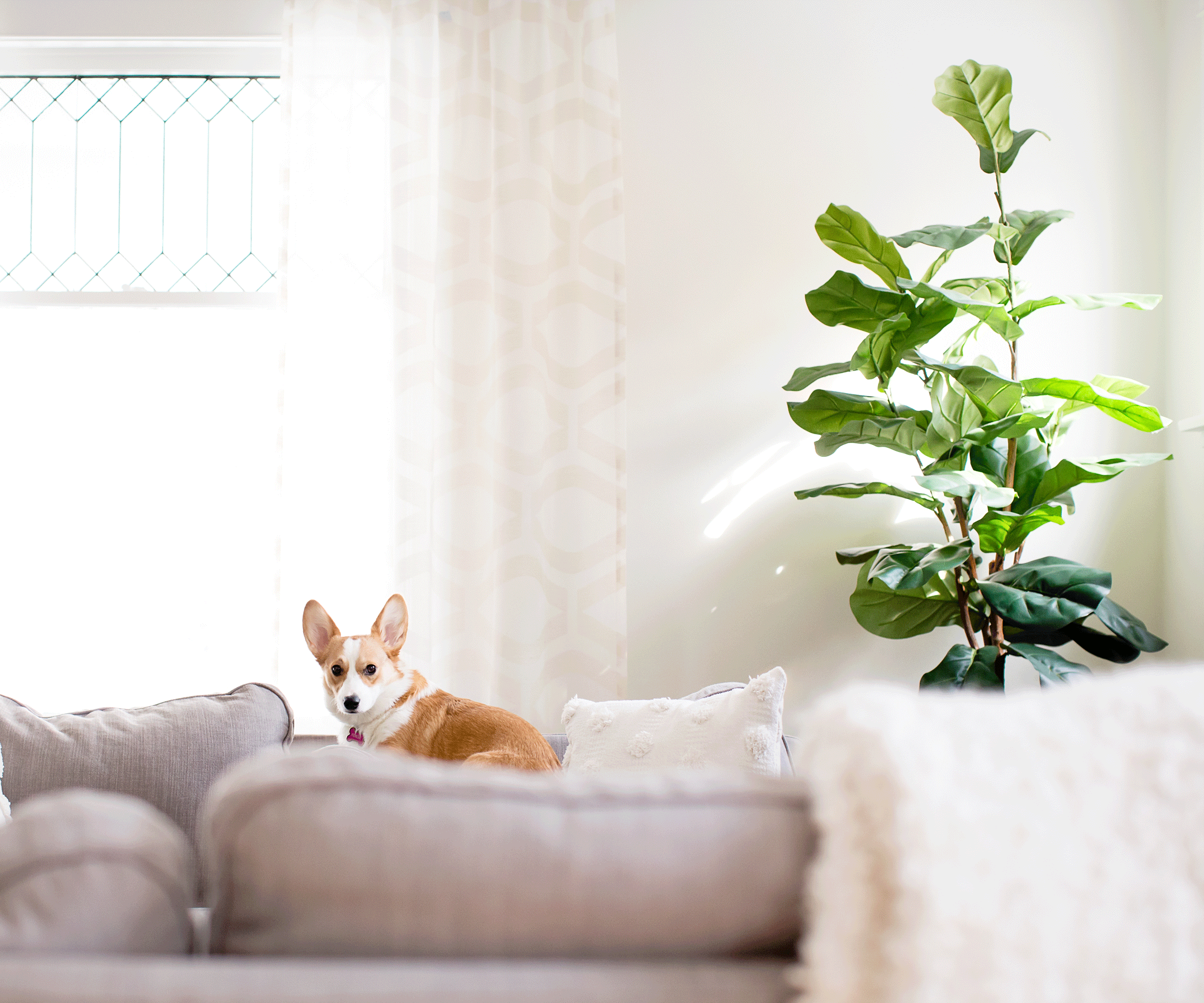 Are fiddle leaf fig leaves toxic to cats and dogs? | Homes and Gardens