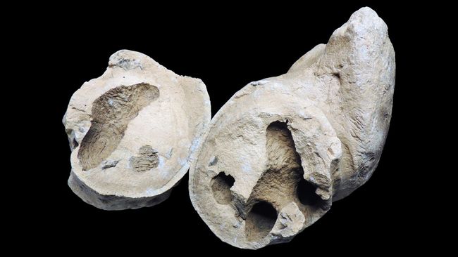 'Wonderfully-shaped feces' found inside ancient fish skull. What left ...