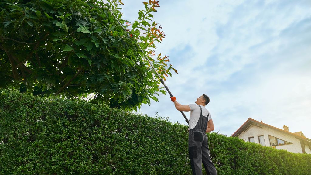 Are you allowed to prune your neighbor's tree? I asked the experts ...