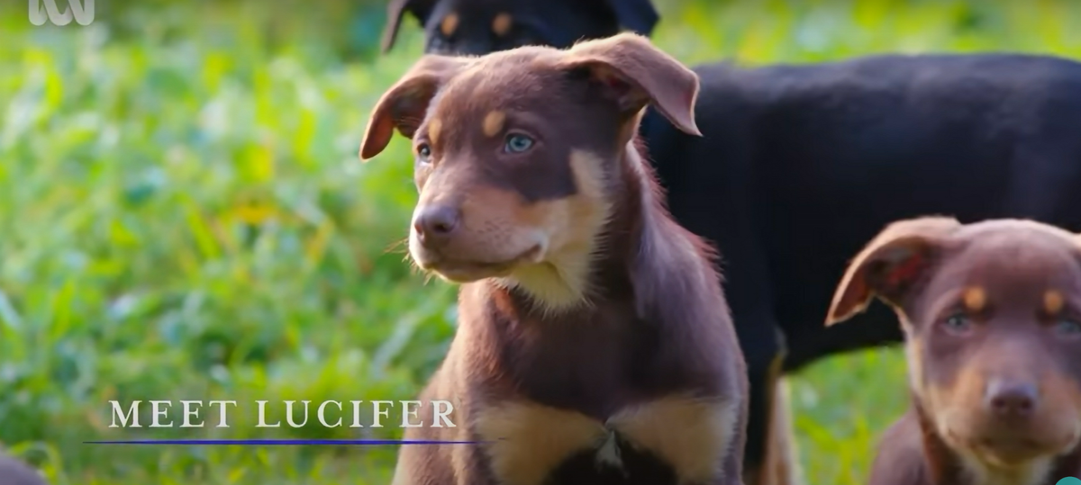 Muster Dogs cast: who's who of the puppies and graziers | What to Watch