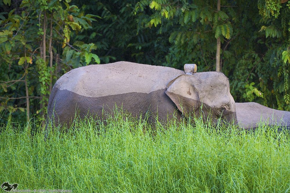 Gallery: Mystery of the Pygmy Elephants of Borneo | Live Science