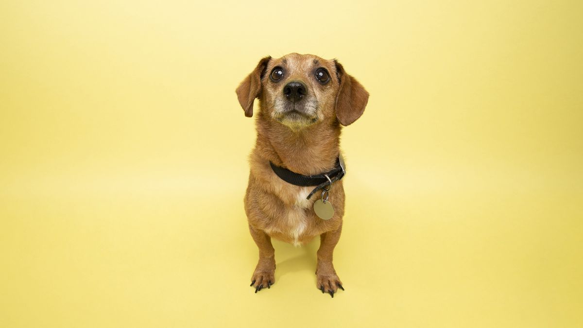 32 of the most common illnesses dogs get | PetsRadar