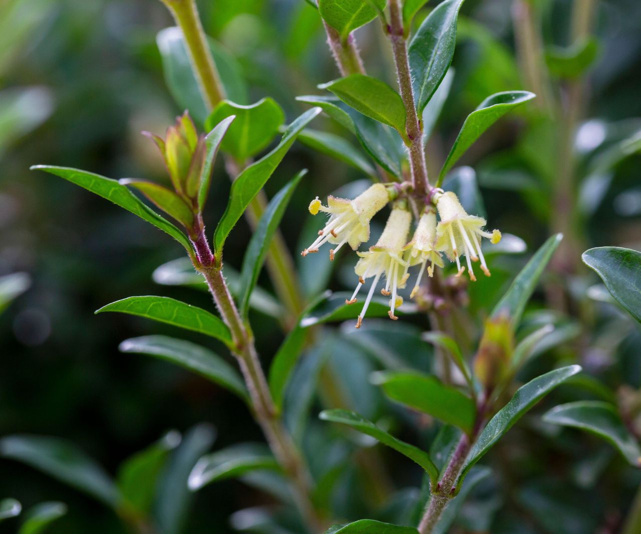 10 best honeysuckles to plant in your yard | Homes and Gardens