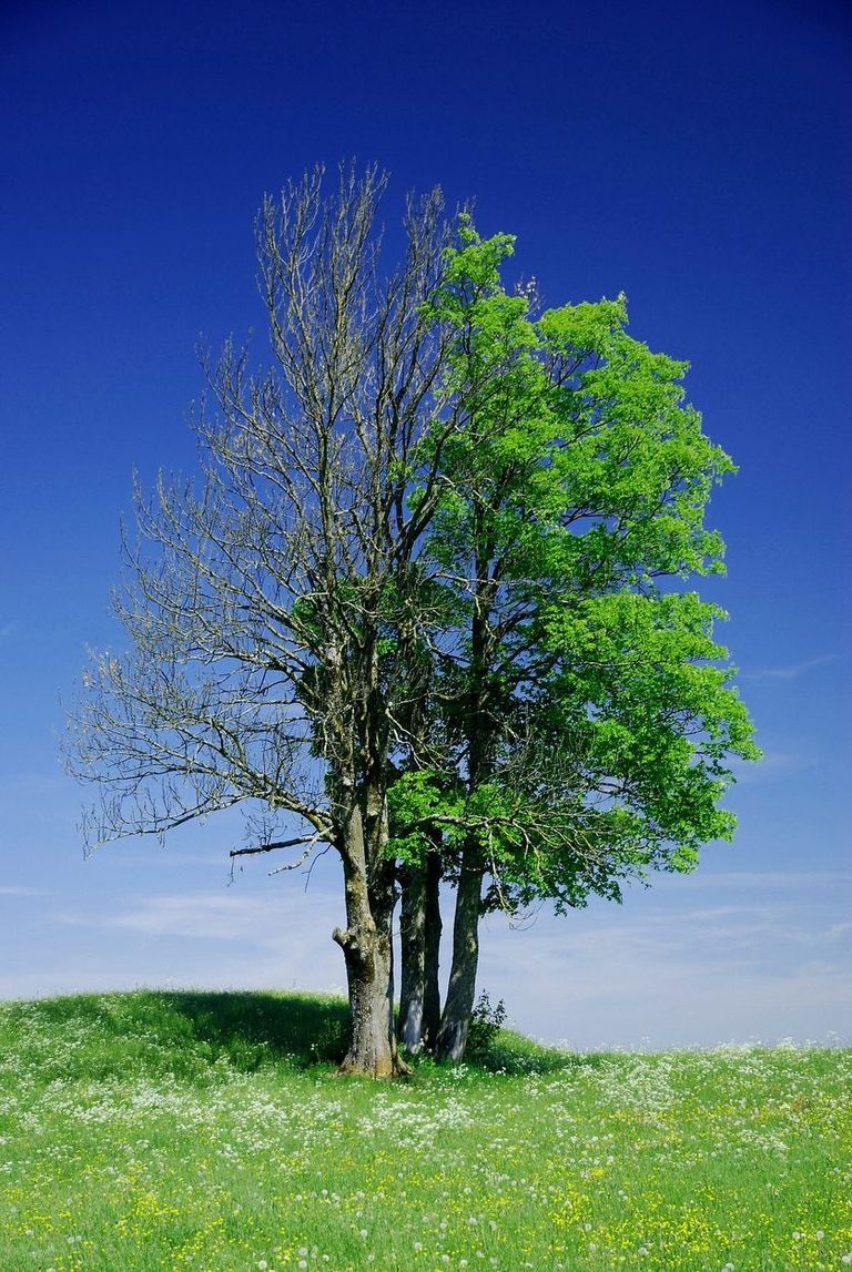My Tree Is Dead All Of A Sudden: Learn About Sudden Tree Death Causes ...