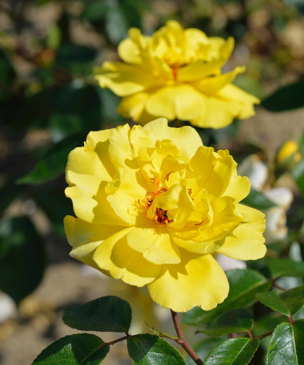 Repeat-flowering roses: 15 choices for blooms all summer | Gardeningetc