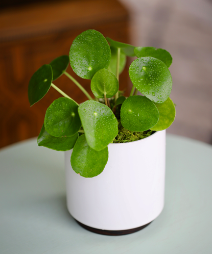 8 of the best tiny houseplants for small spaces and gift giving | Homes ...